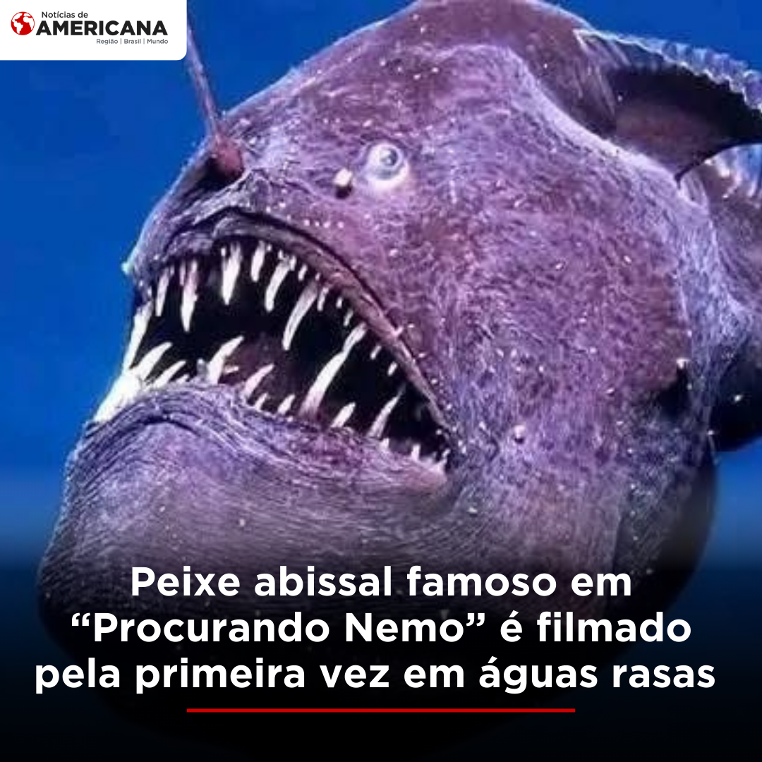 Peixe abissal famoso em “Procurando Nemo” é filmado pela primeira vez ...